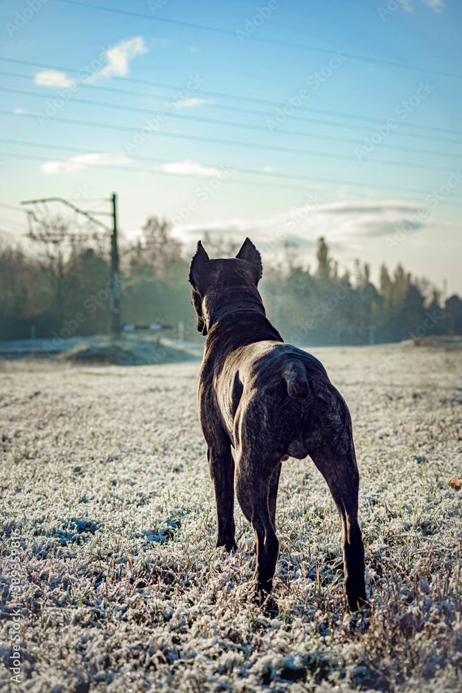 Poster cane corso dog in the snow – Wall Art | UkPosters