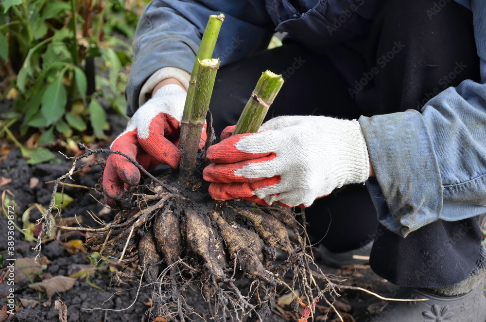 Dahlia Plant Root