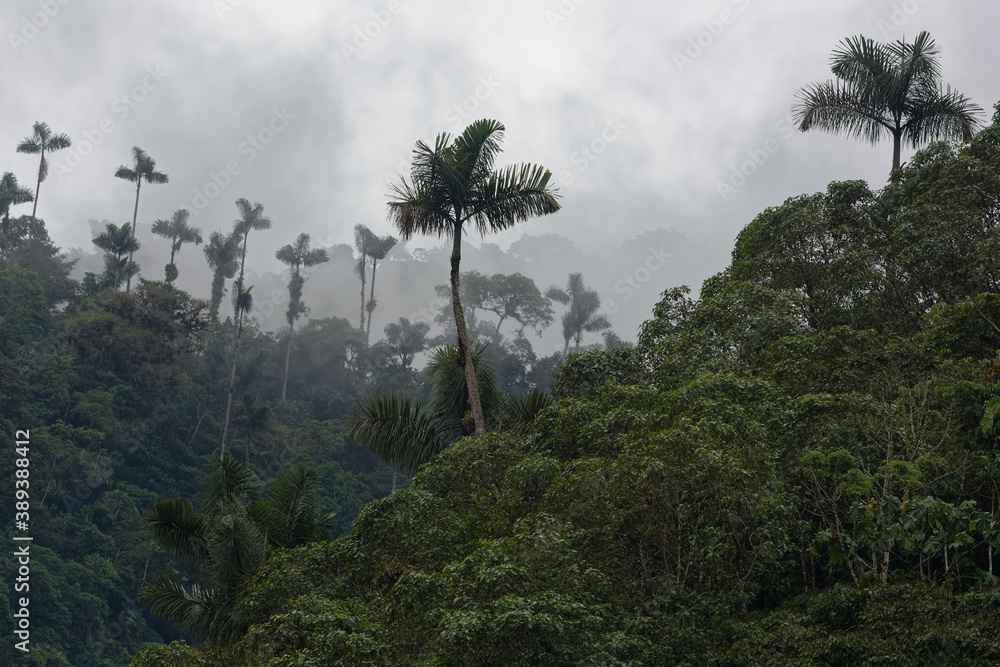 Rain forest of Alto Coca Reserve in Napo Province, Ecuador Stock Photo ...