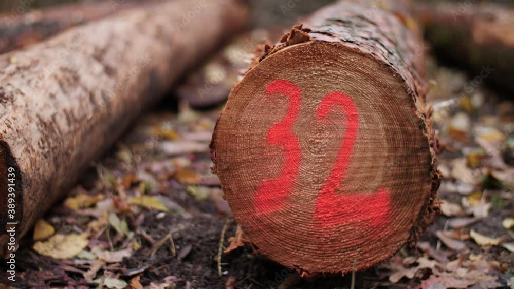 A wooden log with the number 32 written on it on the forest floor ...