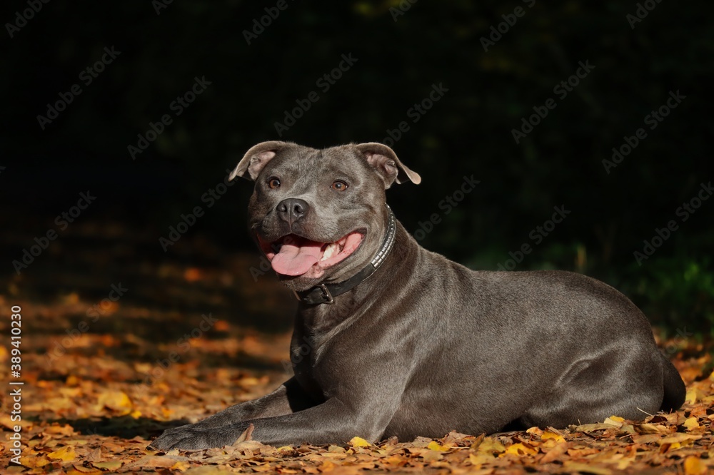 Smiling Staffordshire Bull Terrier Lies Down on Colorful Autumn Fallen ...