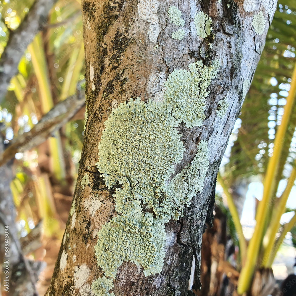 Green lichen or moss on the bark of a tree.Texture wood surface with ...