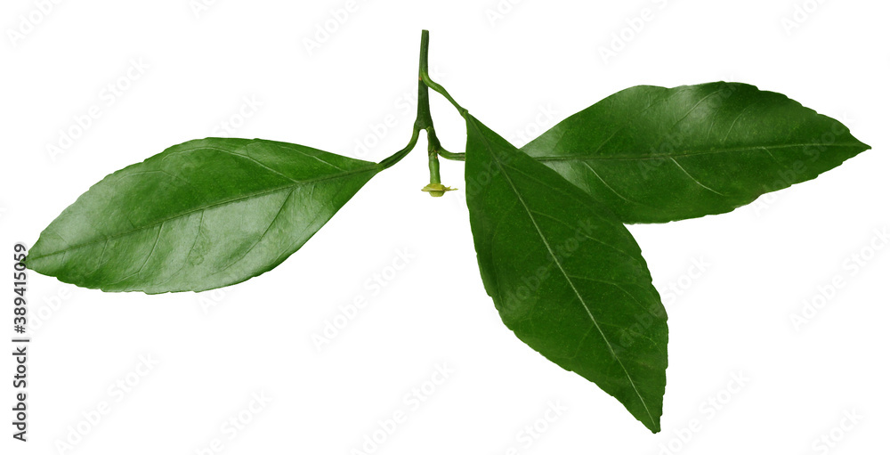 mandarin leaves isolated on white with clipping path. Stock Photo ...