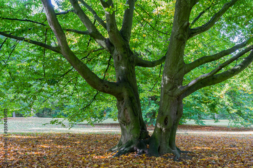 Park with colorful trees Stock Photo | Adobe Stock