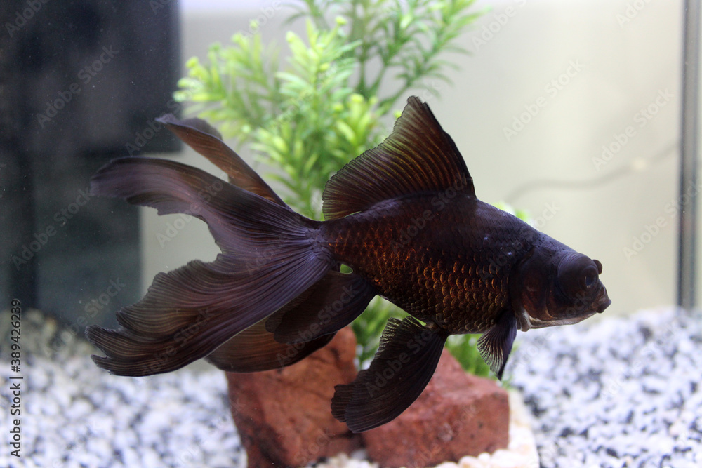 poisson japonais télescope Stock Photo | Adobe Stock