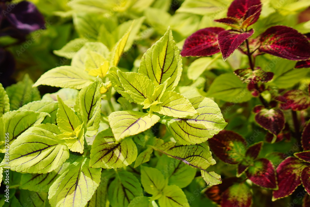 Beautiful leaves and white flowers of Coleus Solenostemon ...