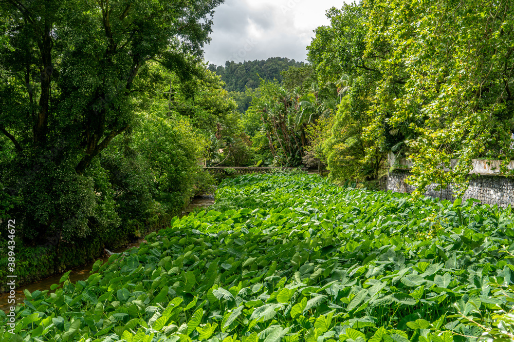 Azores, island of Sao Miguel, cultivation of Inhame (yam) plant. A ...