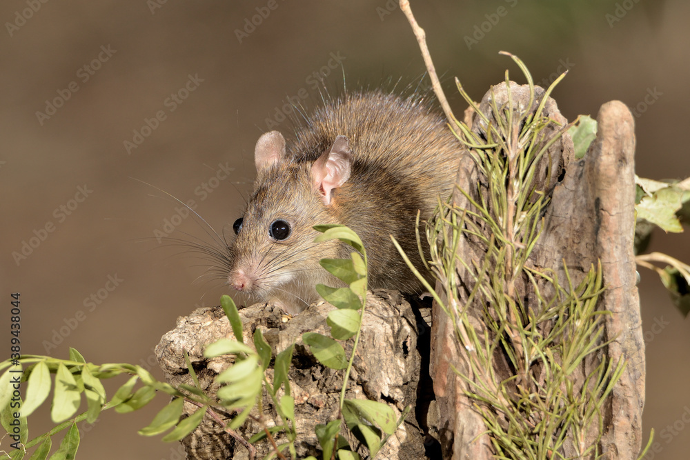 rata de campo comiendo en el bosque (Rattus rattus) Ojén Málaga España ...