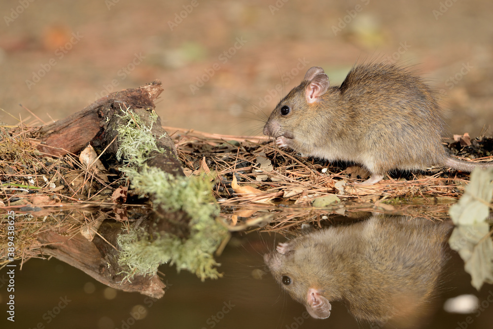 rata de campo comiendo en el bosque (Rattus rattus) Ojén Málaga España ...