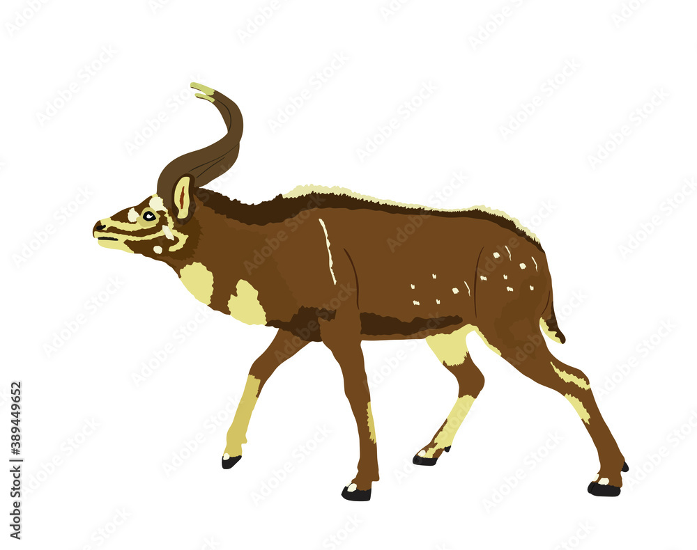 Mountain Nyala vector illustration isolated on white background ...