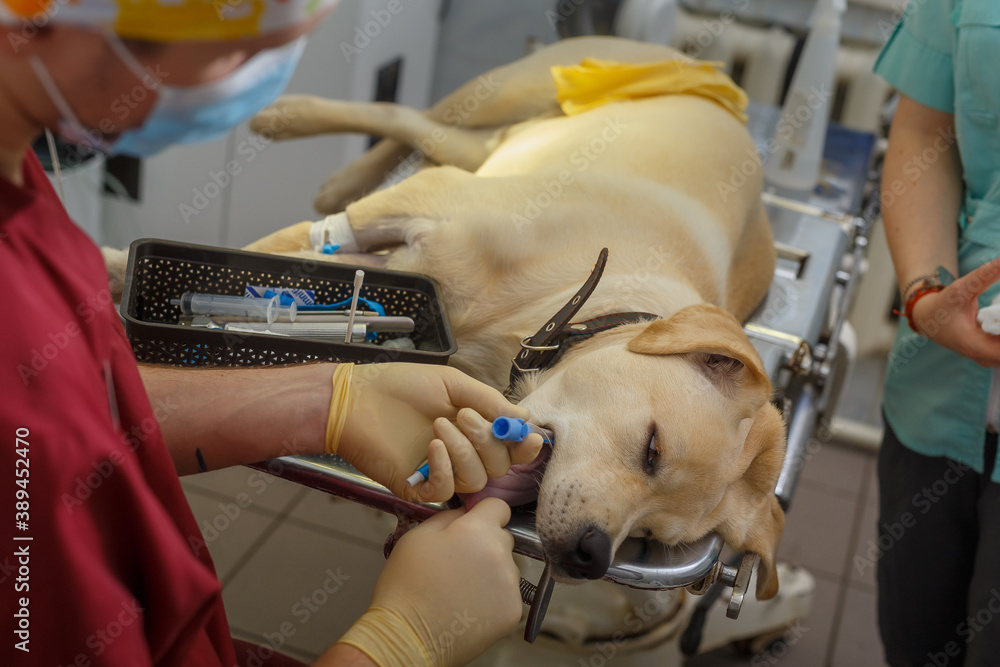 dog before the operation inserted a tube for breathing and ventilation ...