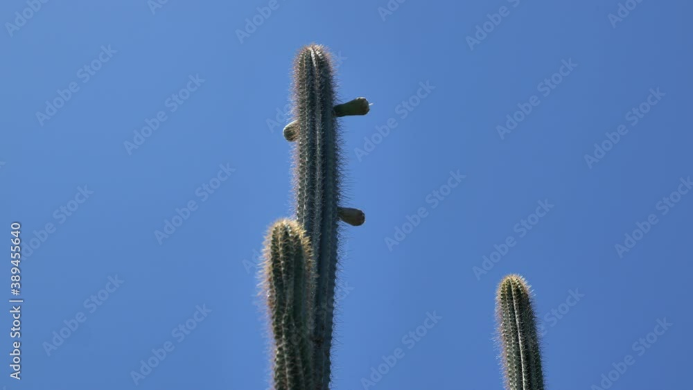 Vidéo Stock cactus Pilosocereus royenii with flowers lesser indies ...