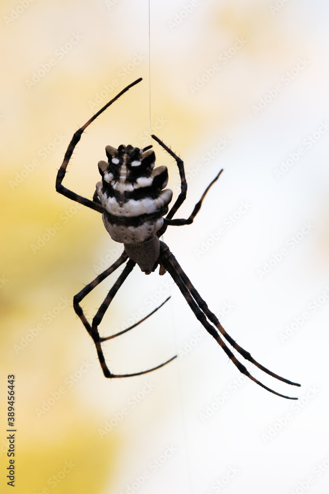 Insect Spider Argiope lobata sitting on a wire from web. spider ...