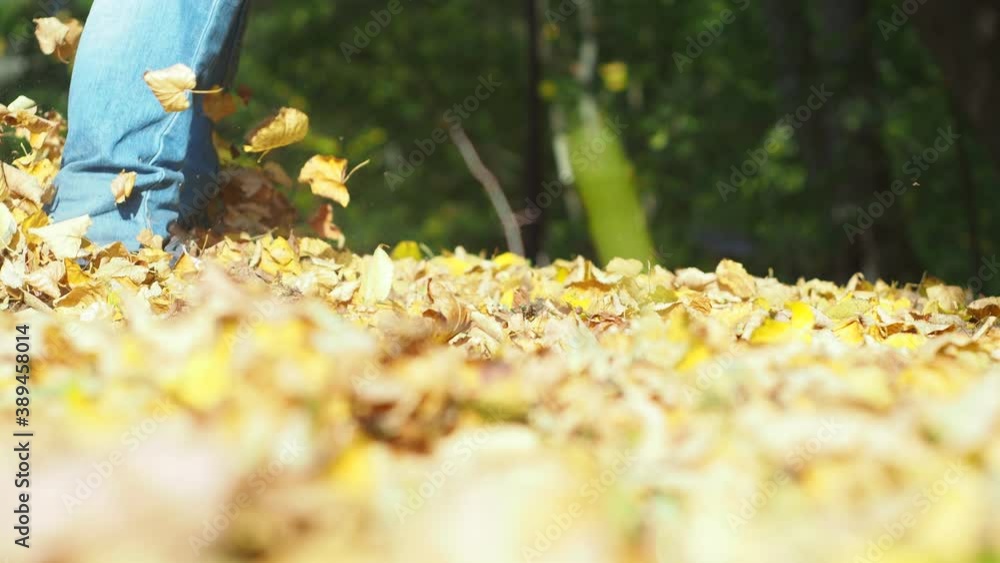 jog in the yellow fallen leaves. men's legs in blue jeans and sneakers ...
