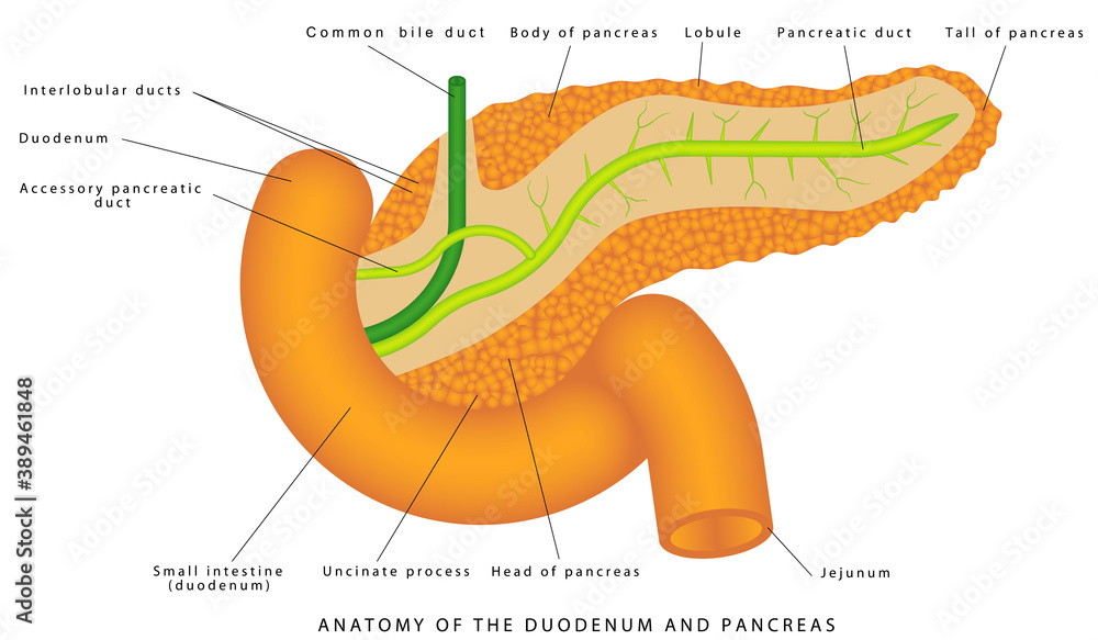 Duodenum and pancreas. Pancreas and duodenum location on a white ...