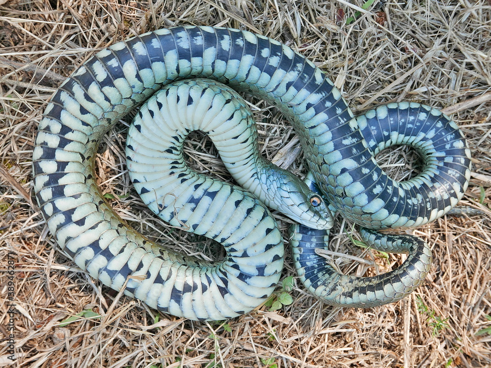 closeup photography of a snake playing dead, feigning death, Natrix ...