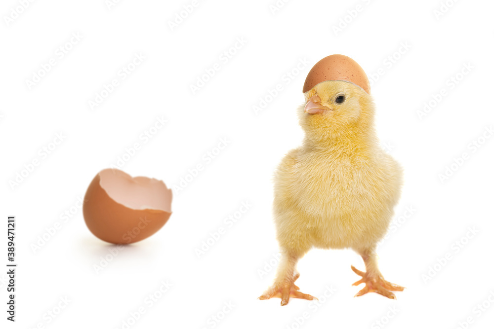 Baby Chicken In Egg