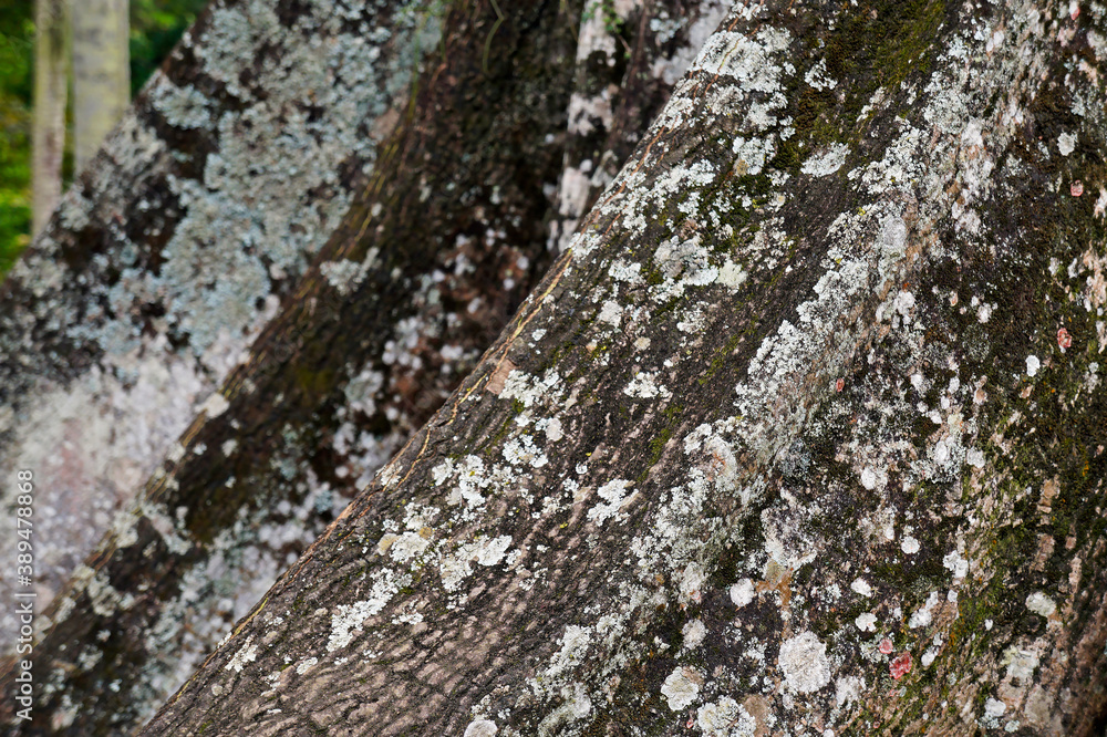 Kapok tree, Sumauma tree or silk-cotton tree roots (Ceiba pentandra ...
