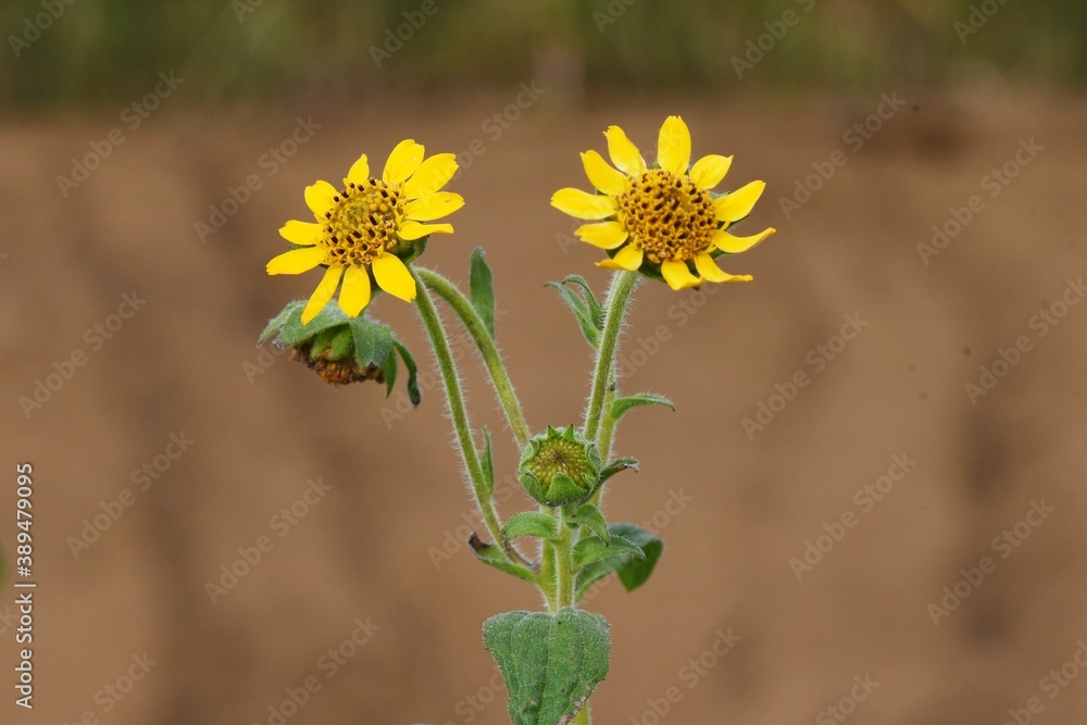 Healthy vegetables Yacon ( Smallanthus sonchifolius) flowers ...