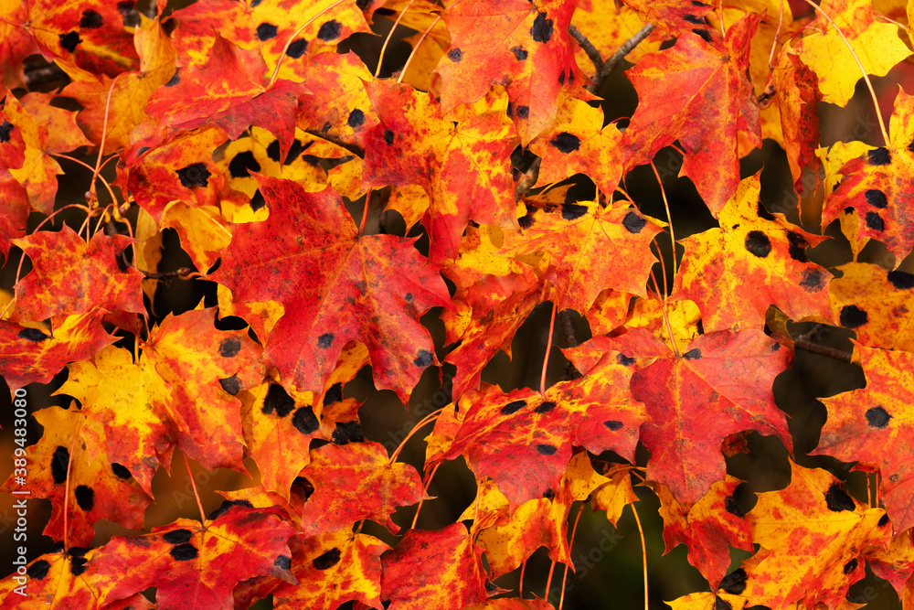 Bright red Norway maple, Acer platanoides leaves with fungal disease ...