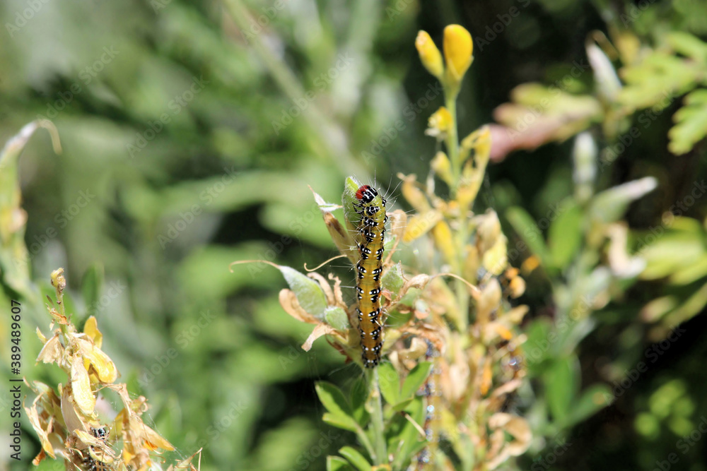 Caterpillar of Tree Lucerne Moth (Uresiphita ornithopteralis) feeding ...