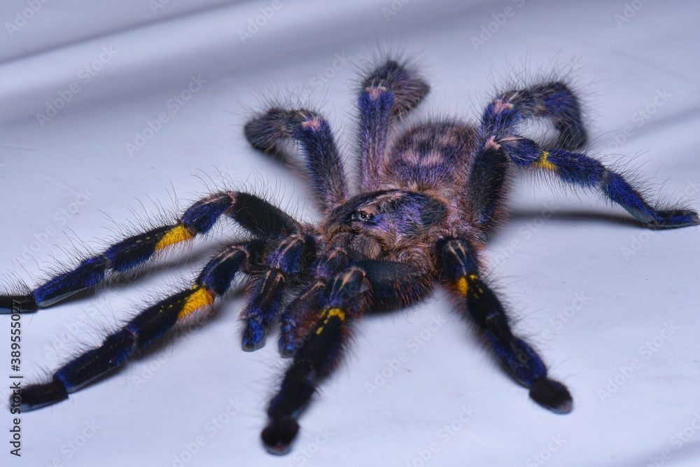 It is one of the most beautiful and outstanding species in the world of ...