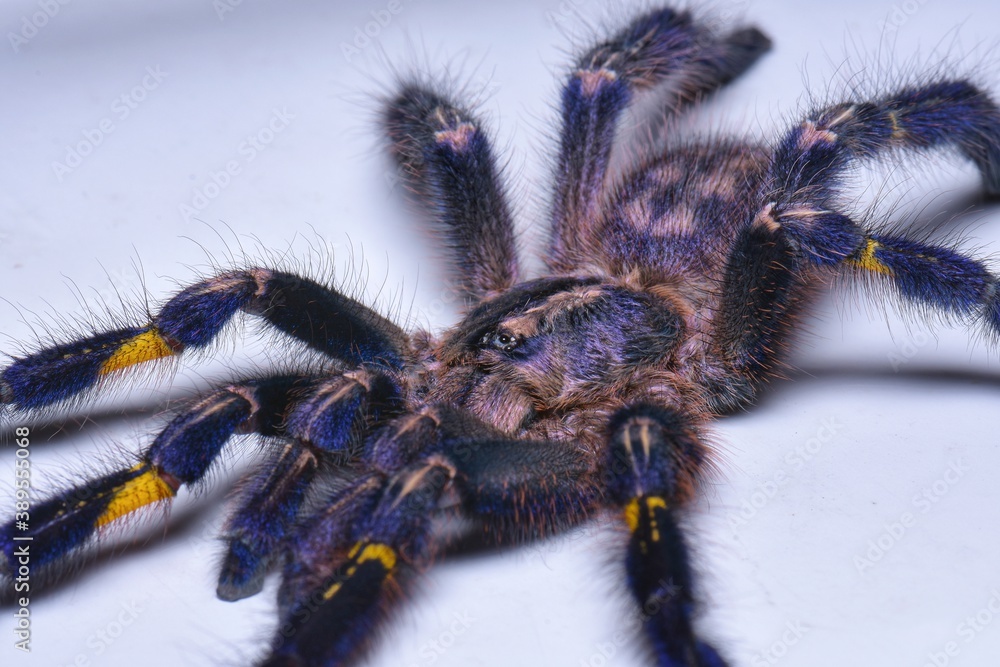 It is one of the most beautiful and outstanding species in the world of ...