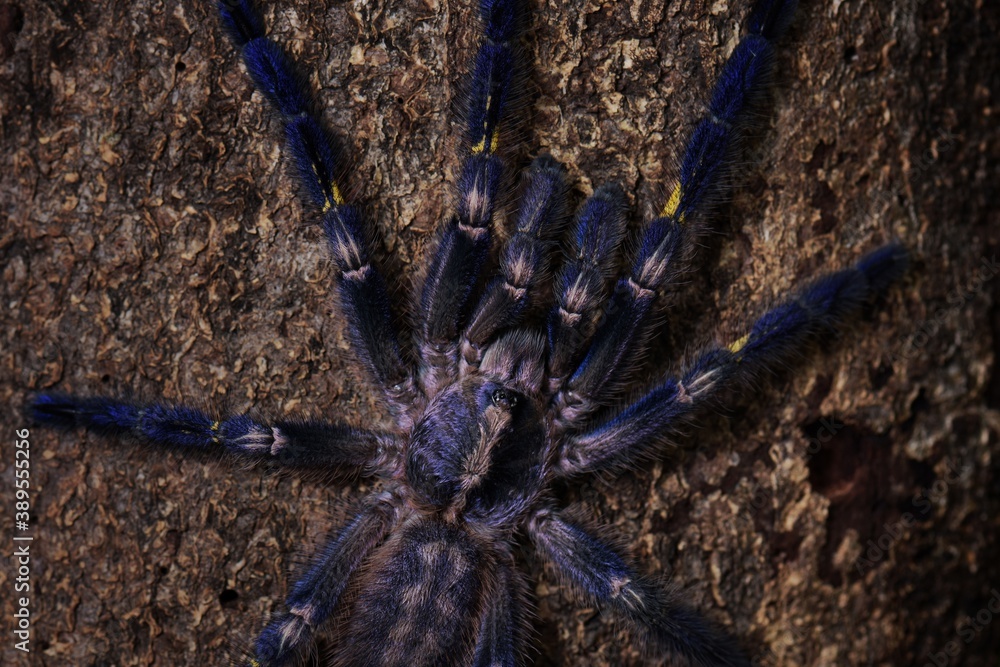 It is one of the most beautiful and outstanding species in the world of ...