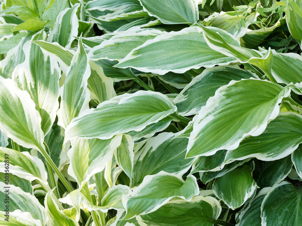 Hosta undulata | plantain lily flower, foliage plant with round cupped ...