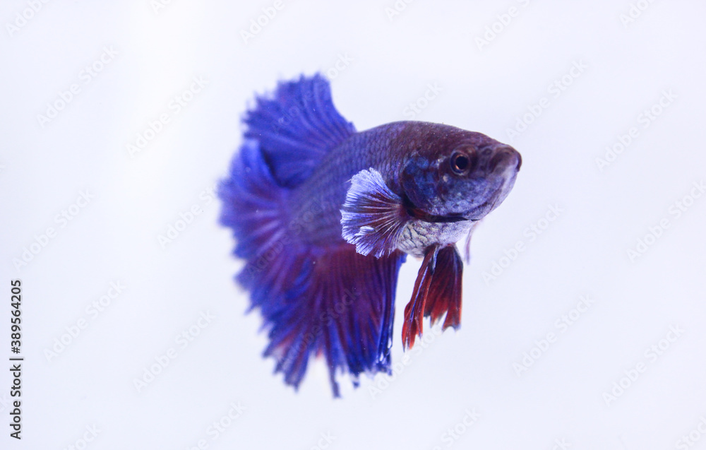 BLUE BETTA FISH ROSETAIL. CUPANG FISH WITH A LIGHT BLUE COLOR ABOVE AND ...