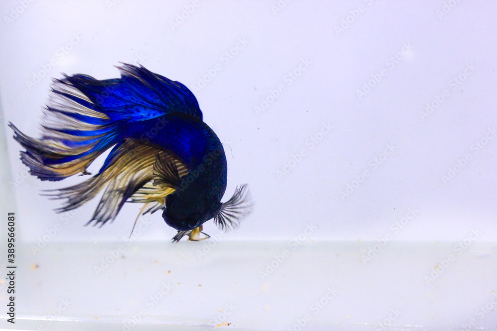 blue halfmoon betta fish. The blue betta fish with a yellow combination ...
