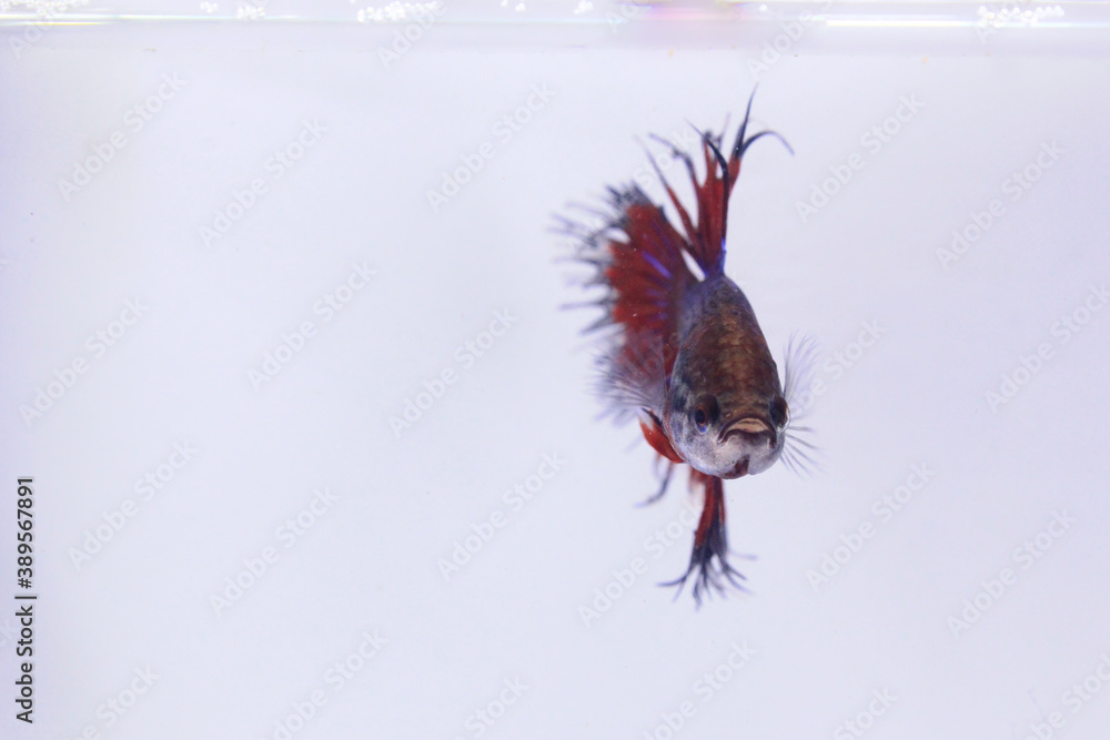 red crowntail betta fish. The red betta fish on the body with other ...