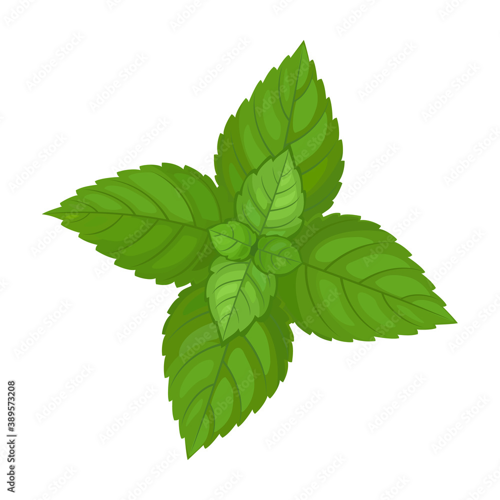 Mint leaf cartoon vector icon.Cartoon vector illustration fresh ...