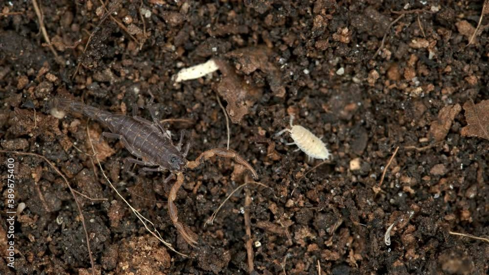 Parthenogenetic scorpion Lychas tricarinatus, family Buthidae ...