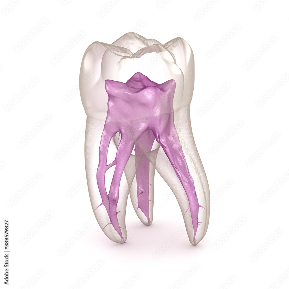 Dental root anatomy - First maxillary molar tooth. Medically accurate ...