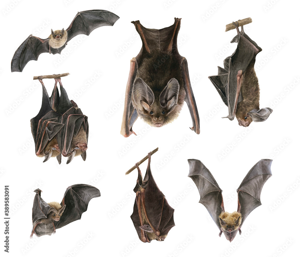 Set of flying and hanging from a branch bats hand drawn in watercolor ...