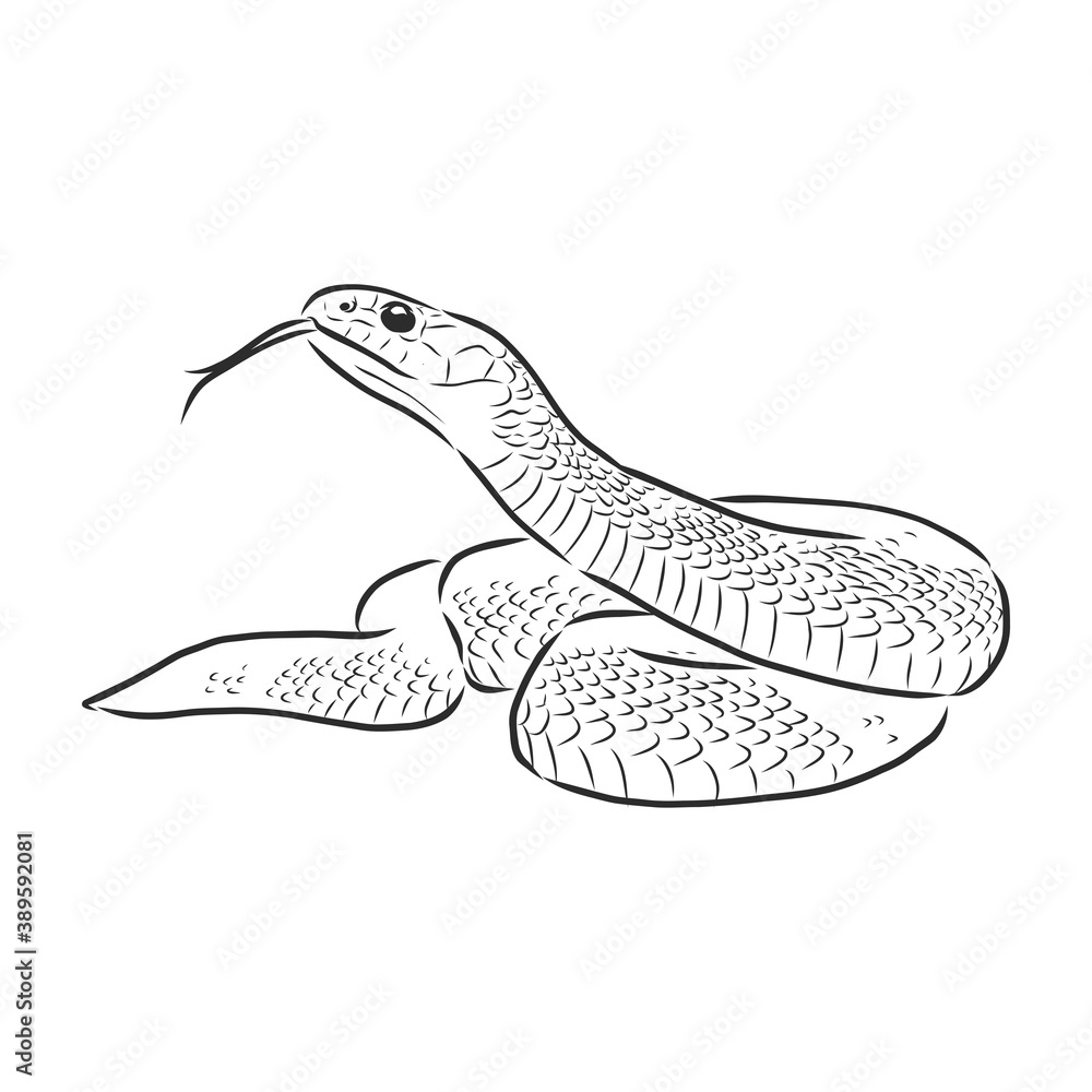Hand drawing snake set. Wildlife snakes tattoo vector design isolated ...
