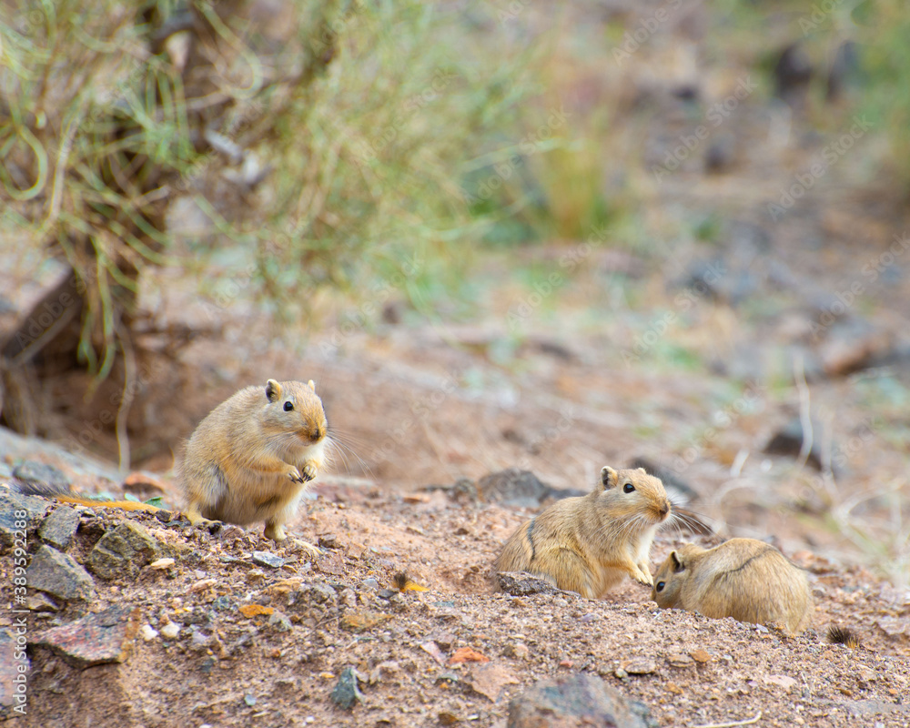 Foto de Group of great gerbils communicating with each other on their ...