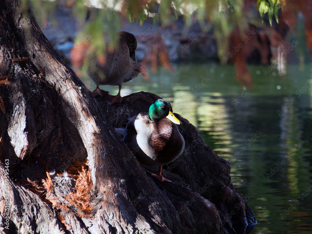 Pato de colorido plumaje en laguna de un parque urbano. Stock Photo ...