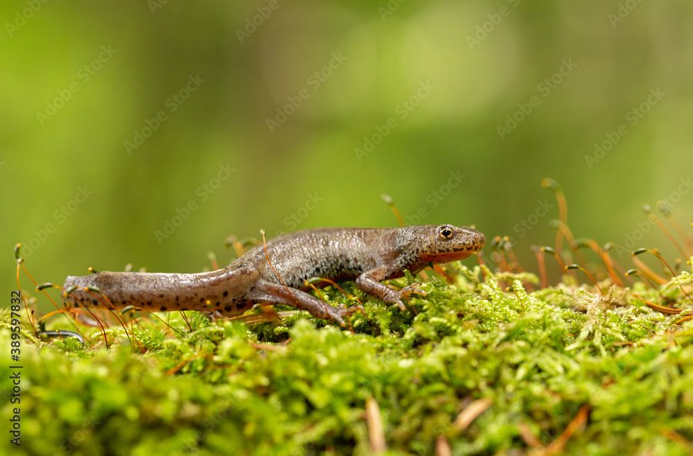The Carpathian newt, or Montadon's newt, (Lissotriton montandoni) is a ...