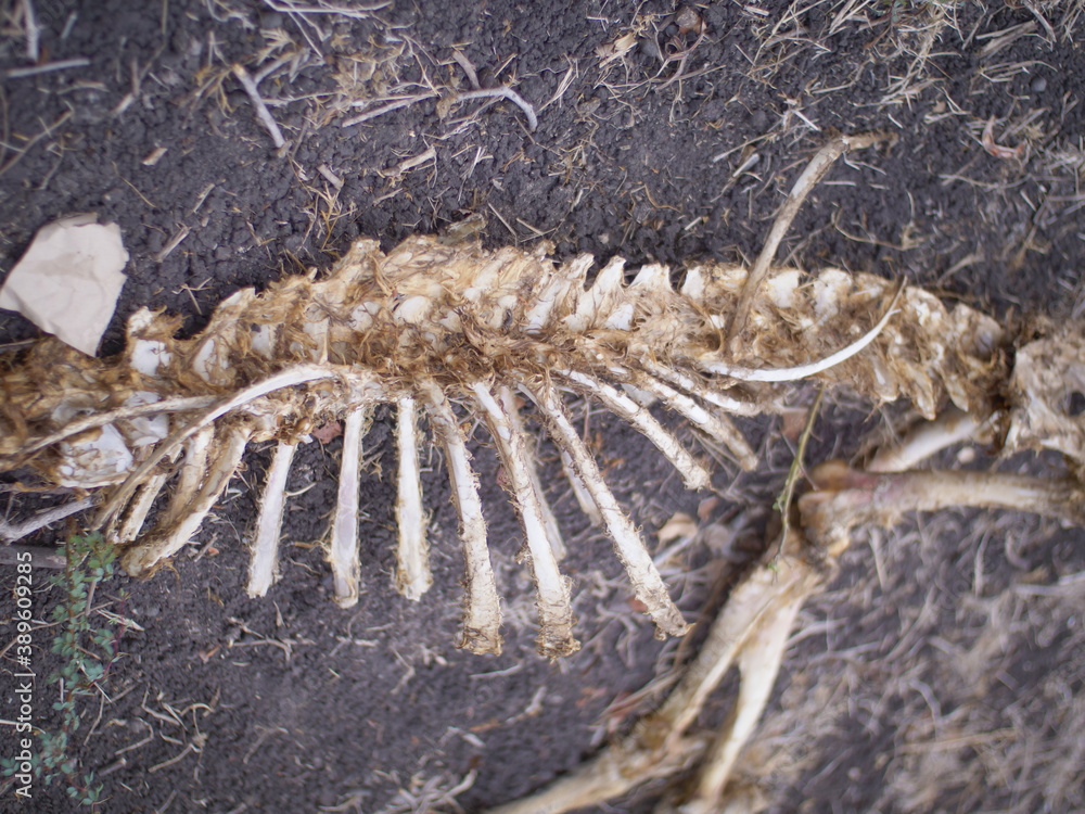 bones of wild animals, deer that have become extinct and are only bones ...