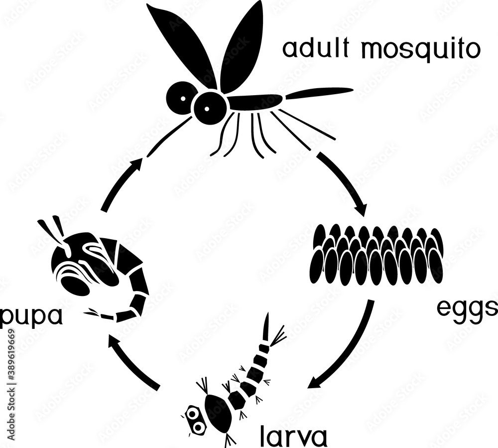 Black silhouette of Mosquito life cycle. Sequence of stages of ...