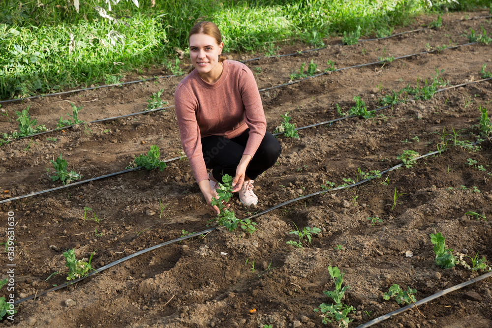 Positive woman farmer gardening on plantation, planting legumes plants ...