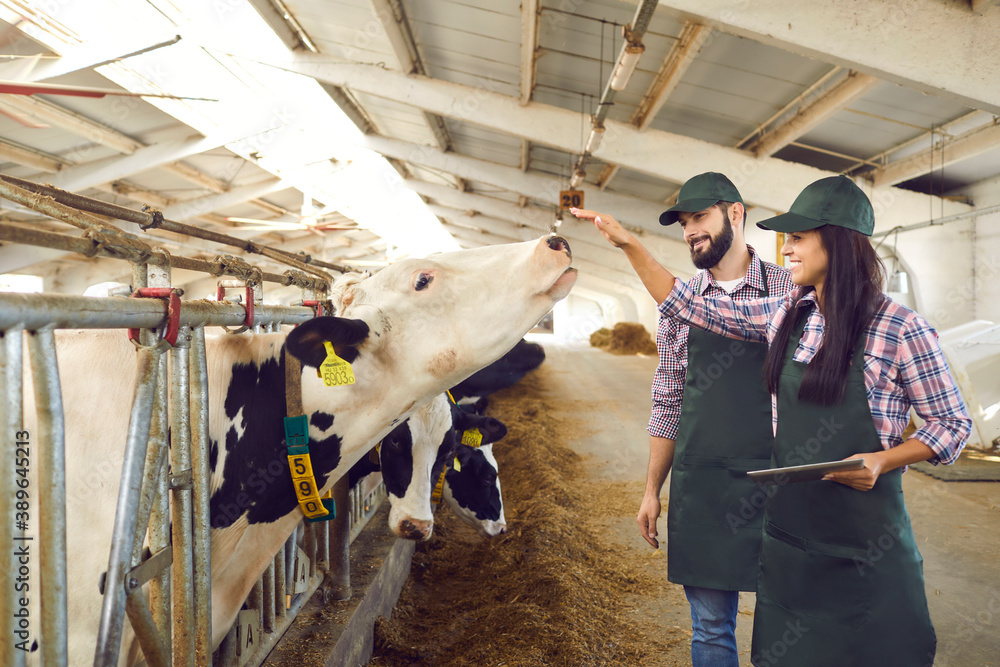 Workers looking after cows on dairy farm and using tablet to record ...