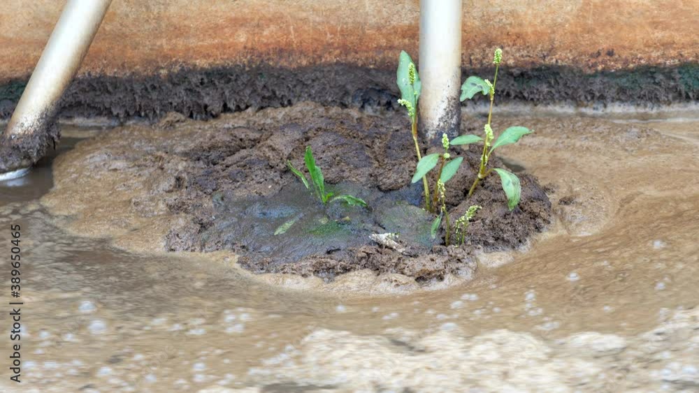 Weed plant grows on thick foam in sewage channel. Sewage chanel under ...