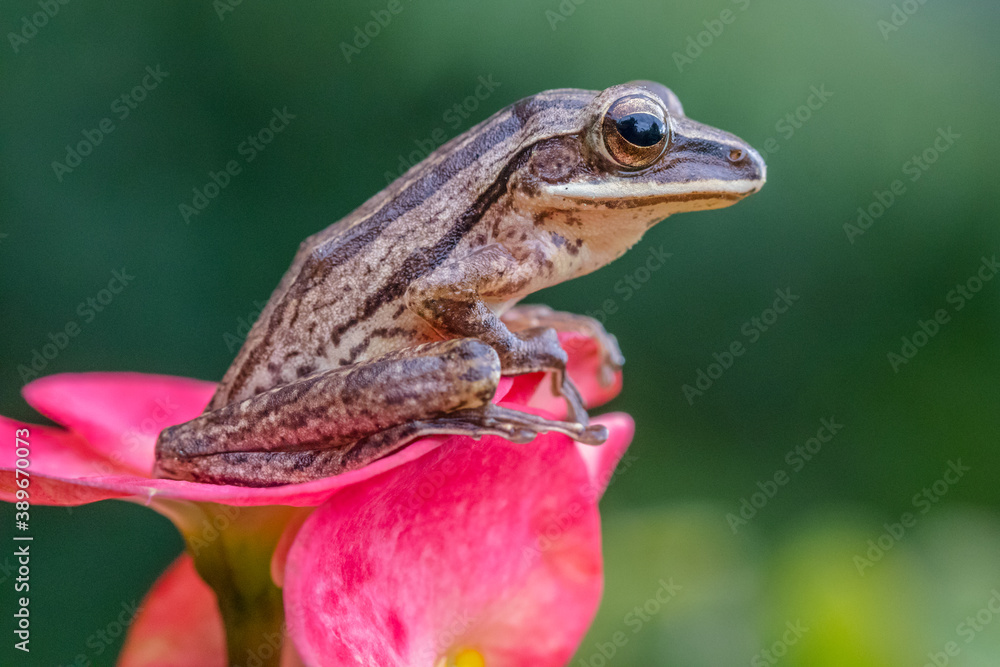 common tree frog, four-lined tree frog, golden tree frog or striped ...