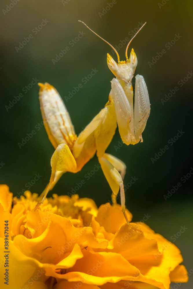Hymenopus coronatus olr orchid mantis is a mantis from the tropical ...