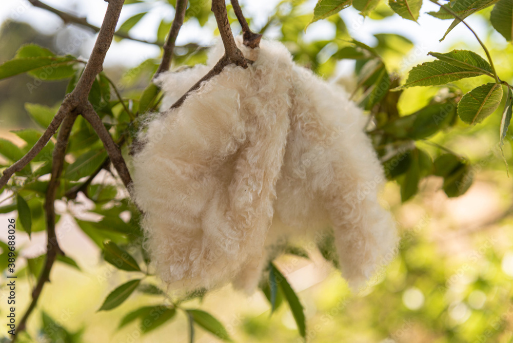 Fruits of paineira tree (Ceiba speciosa) with release of silk paina and ...