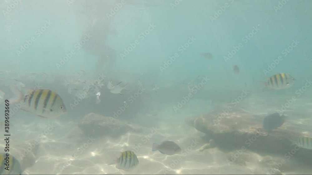 School of convict tang fish swimming in shallow water with distant ...