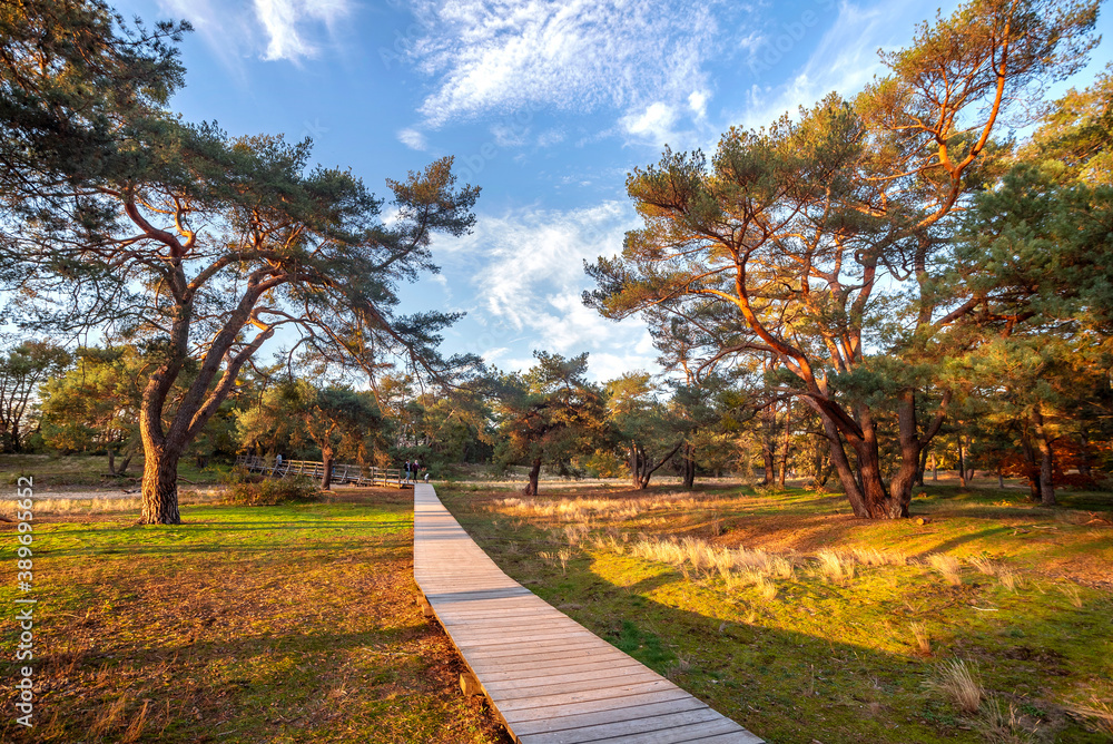 Naturschutzgebiet Schwanheimer Düne im Frankfurter Grüngürtel im ...